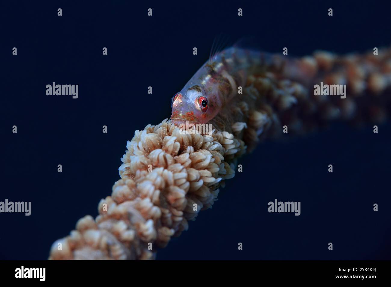 Whip Coral Goby (Bryaninops yongei). Photo was taken in North Sulawesi ...