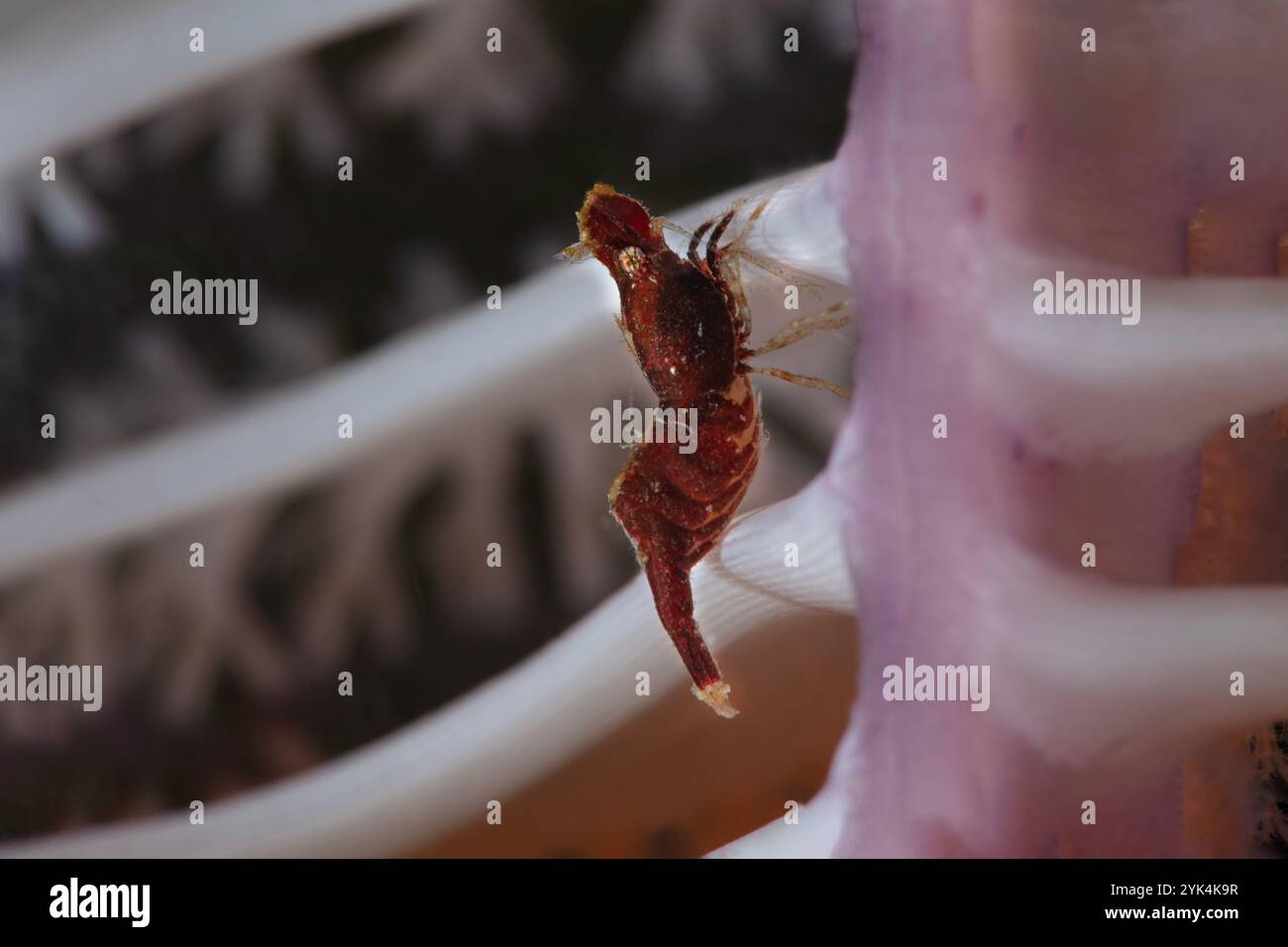 Sea Pen Symbiont Shrimp. Photo was taken in North Sulawesi, island ...