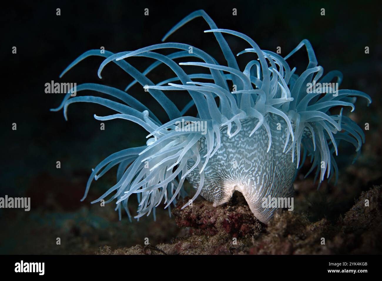 The tiger anemone. Photo was taken in North Sulawesi, island Bangka ...