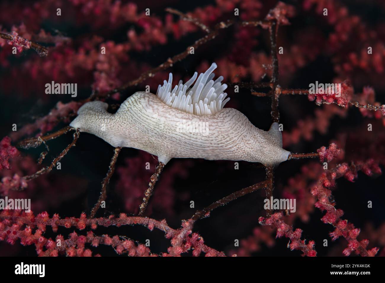 The tiger anemone (Macrodactyla fautinae). Photo was taken in North ...