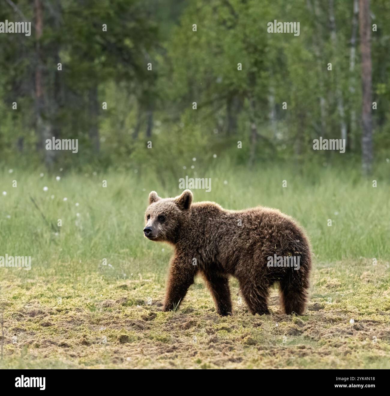 a yearling brown bear cub on its own in Finland Stock Photo - Alamy
