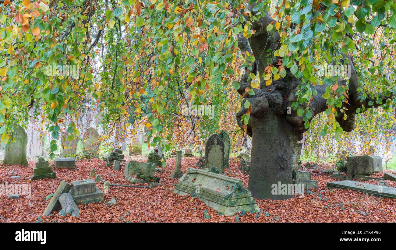 Autumn in Southampton Old Cemetery Stock Photo - Alamy