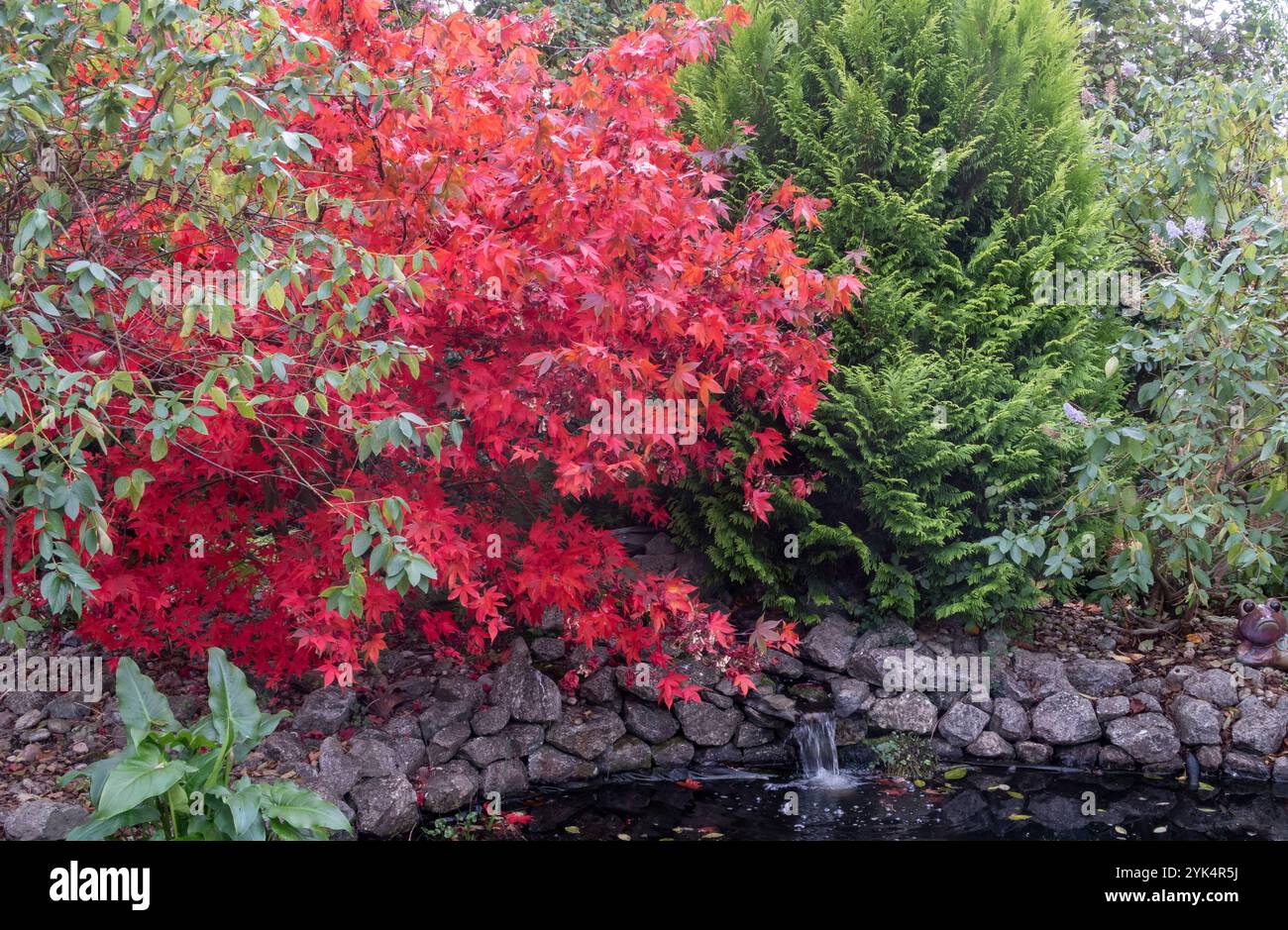 Bright red Acer Palmatum Osakazuki in full autumn colour beside a Thuja ...