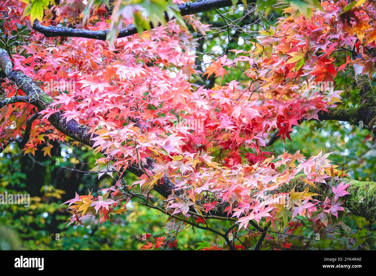 The pink and red leaves of the Japanese Maple tree, Acer palmatum ...