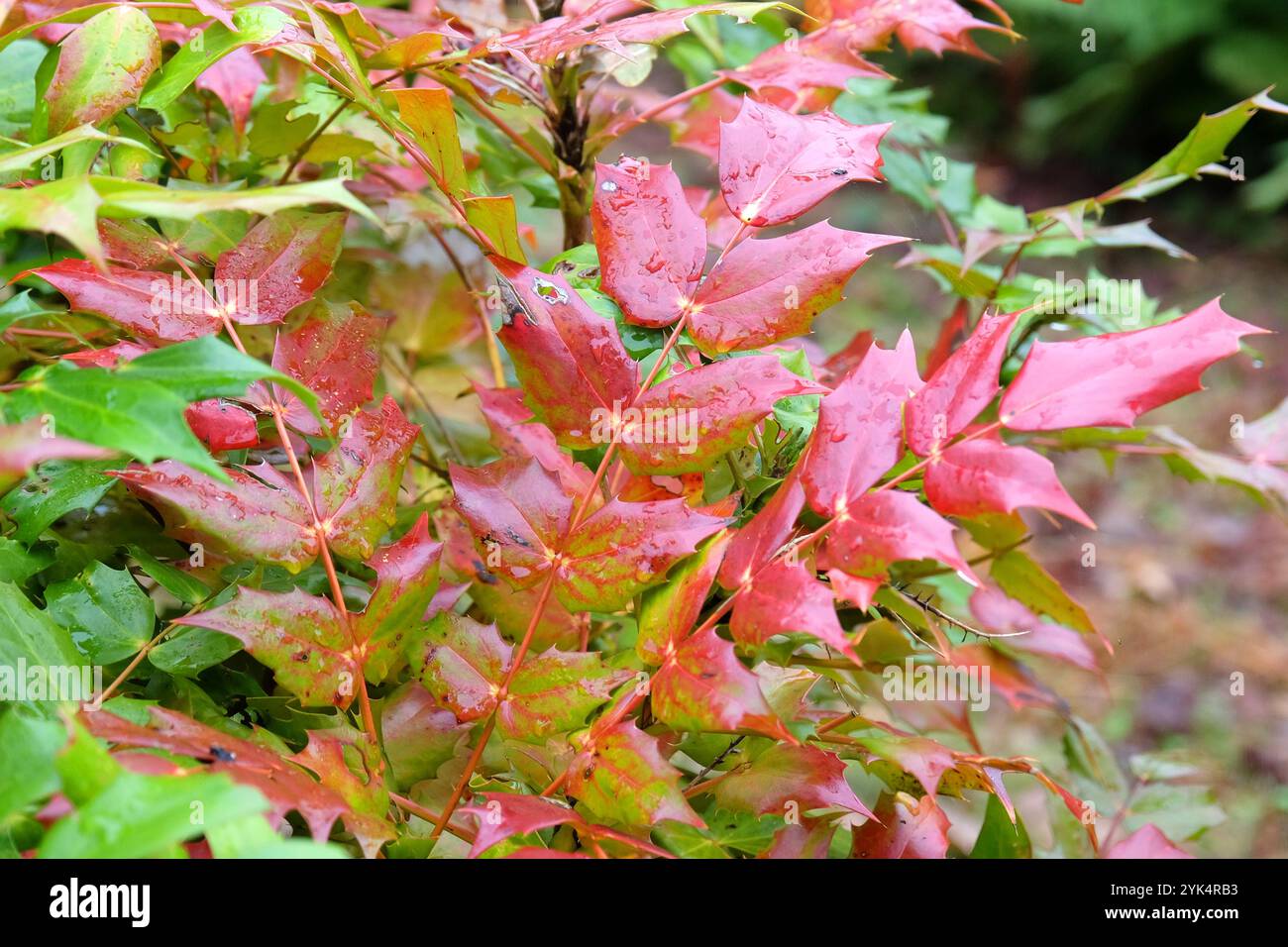 The red autumn foliage of Mahonia japonica Bealei Group, also known as ...