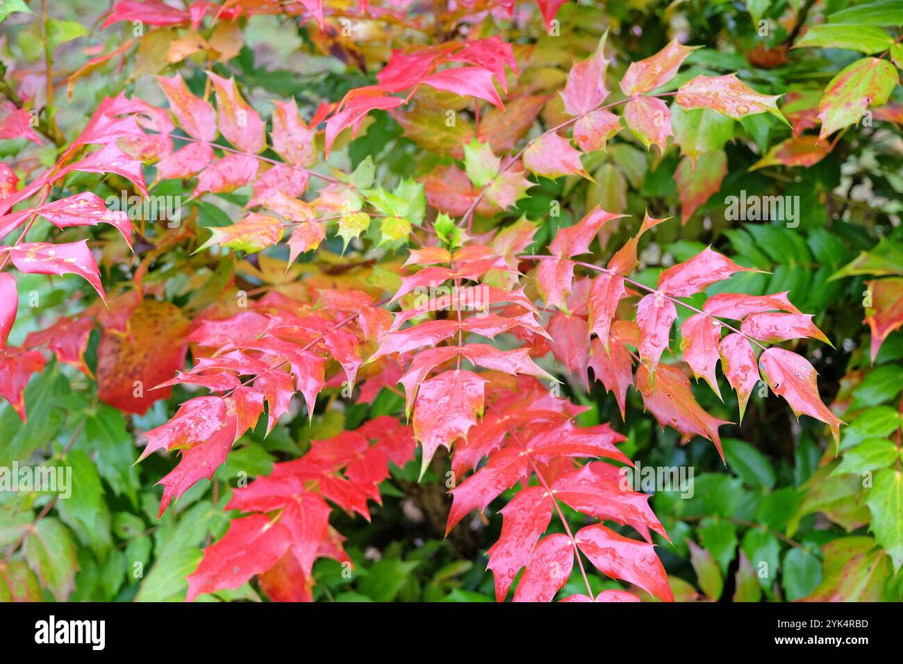 The red autumn foliage of Mahonia japonica Bealei Group, also known as ...
