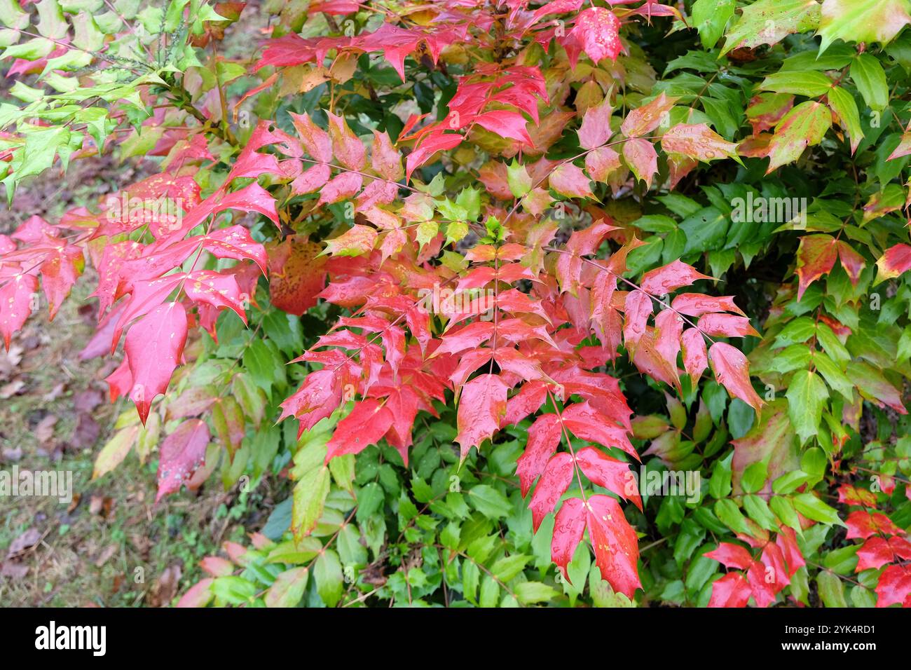 The red autumn foliage of Mahonia japonica Bealei Group, also known as ...