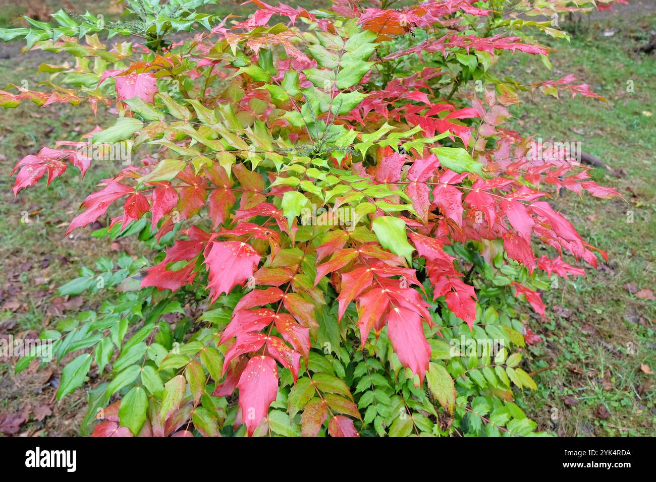 The red autumn foliage of Mahonia japonica Bealei Group, also known as ...