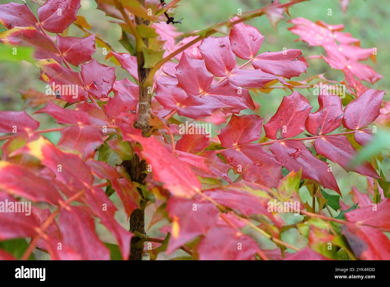 The red autumn foliage of Mahonia japonica Bealei Group, also known as ...