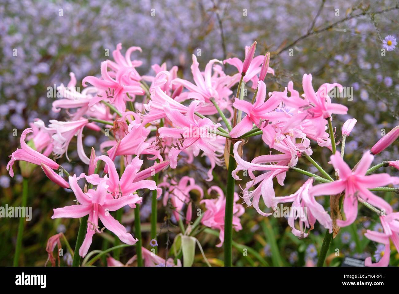 Pink Amarine tubergenii ‘Aphrodite’ also known as van Tubergen amarine ...