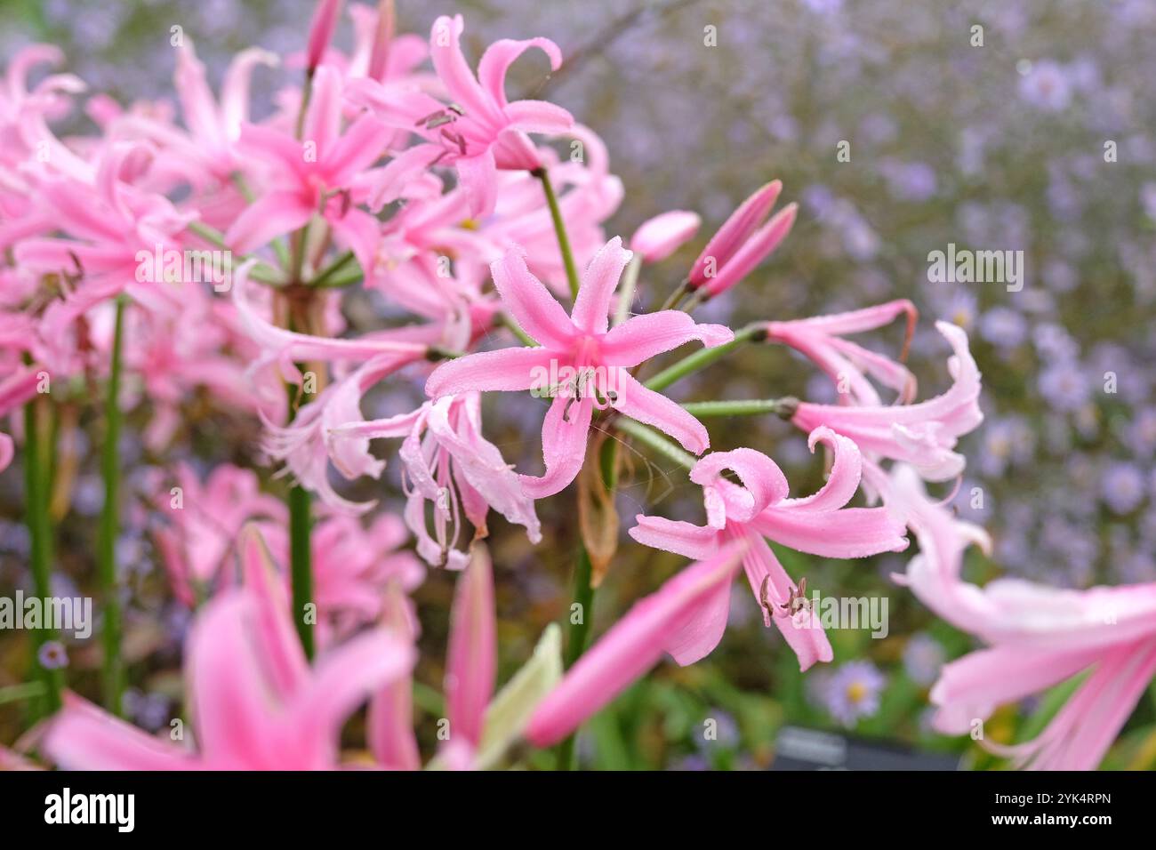 Pink Amarine tubergenii ‘Aphrodite’ also known as van Tubergen amarine ...