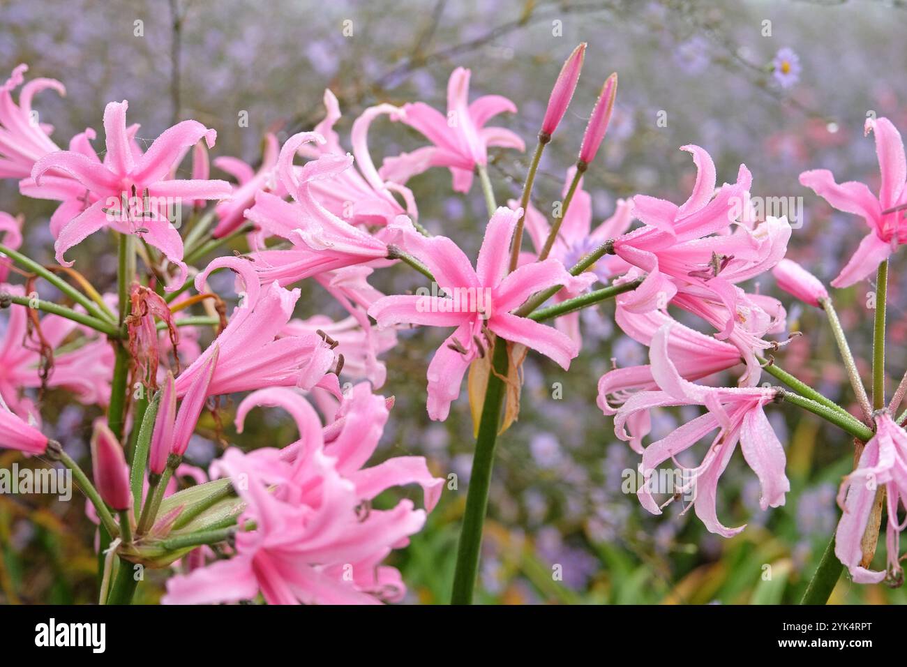 Pink Amarine tubergenii ‘Aphrodite’ also known as van Tubergen amarine ...