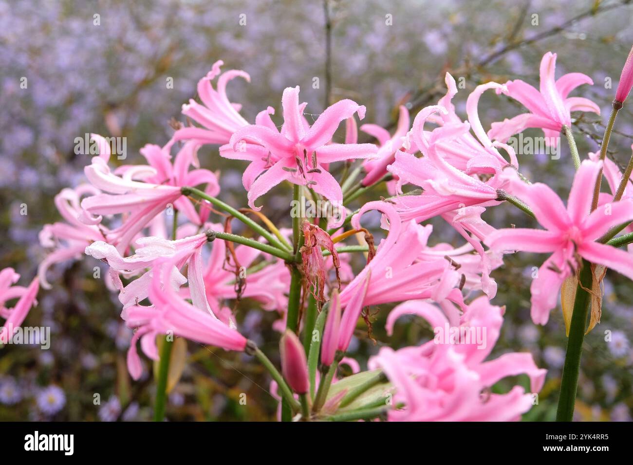 Pink Amarine tubergenii ‘Aphrodite’ also known as van Tubergen amarine ...
