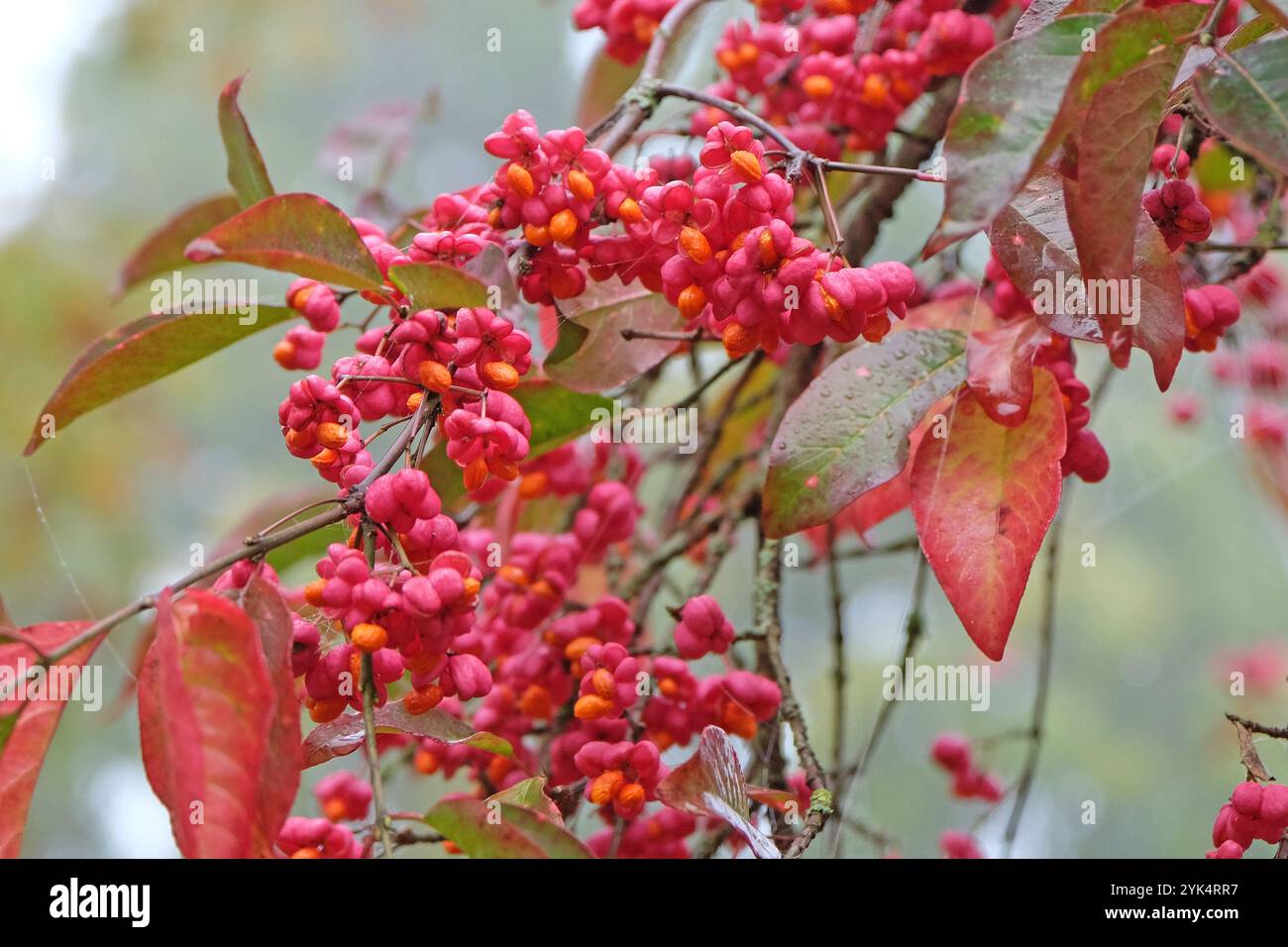 The red berries of Euonymus europaeus ‘Red Cascade’, or Spindle tree in ...