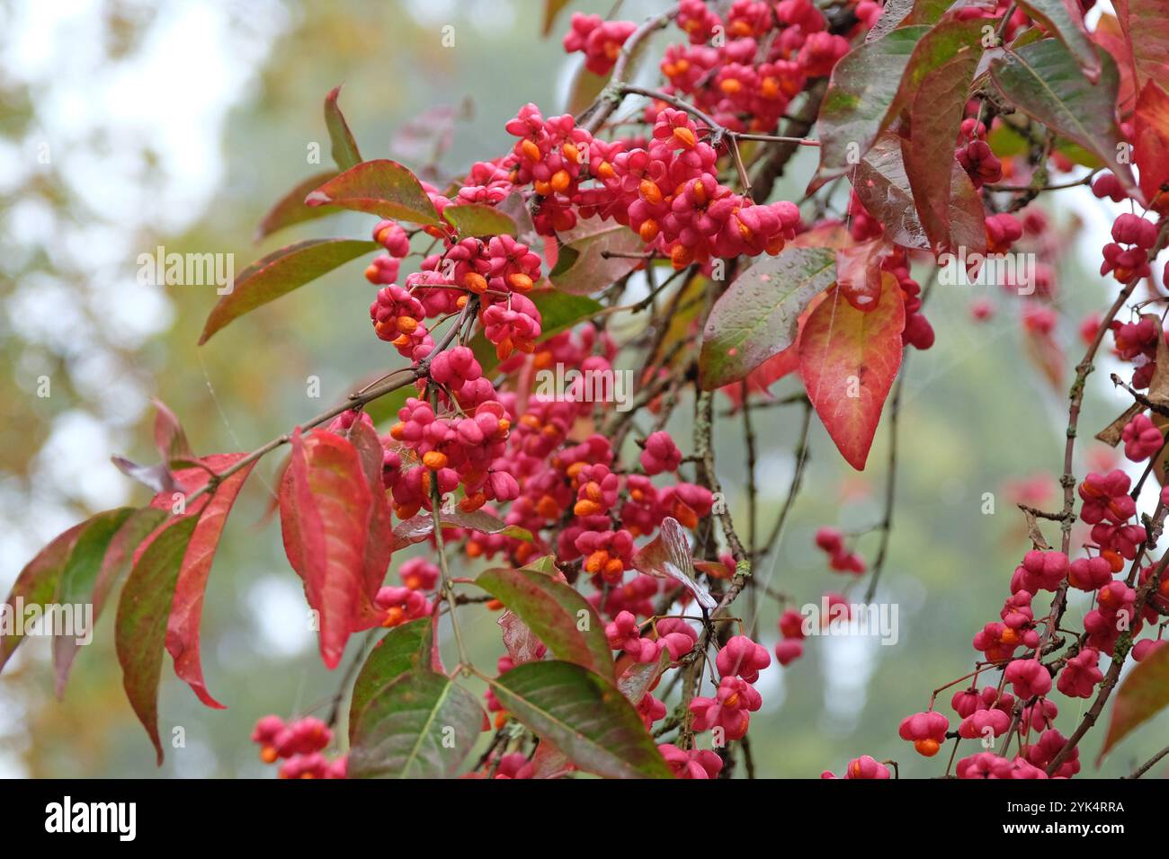 Euonymus europaeus red cascade spindle hi-res stock photography and ...