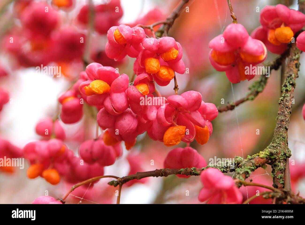 Euonymus europaeus red cascade spindle hi-res stock photography and ...