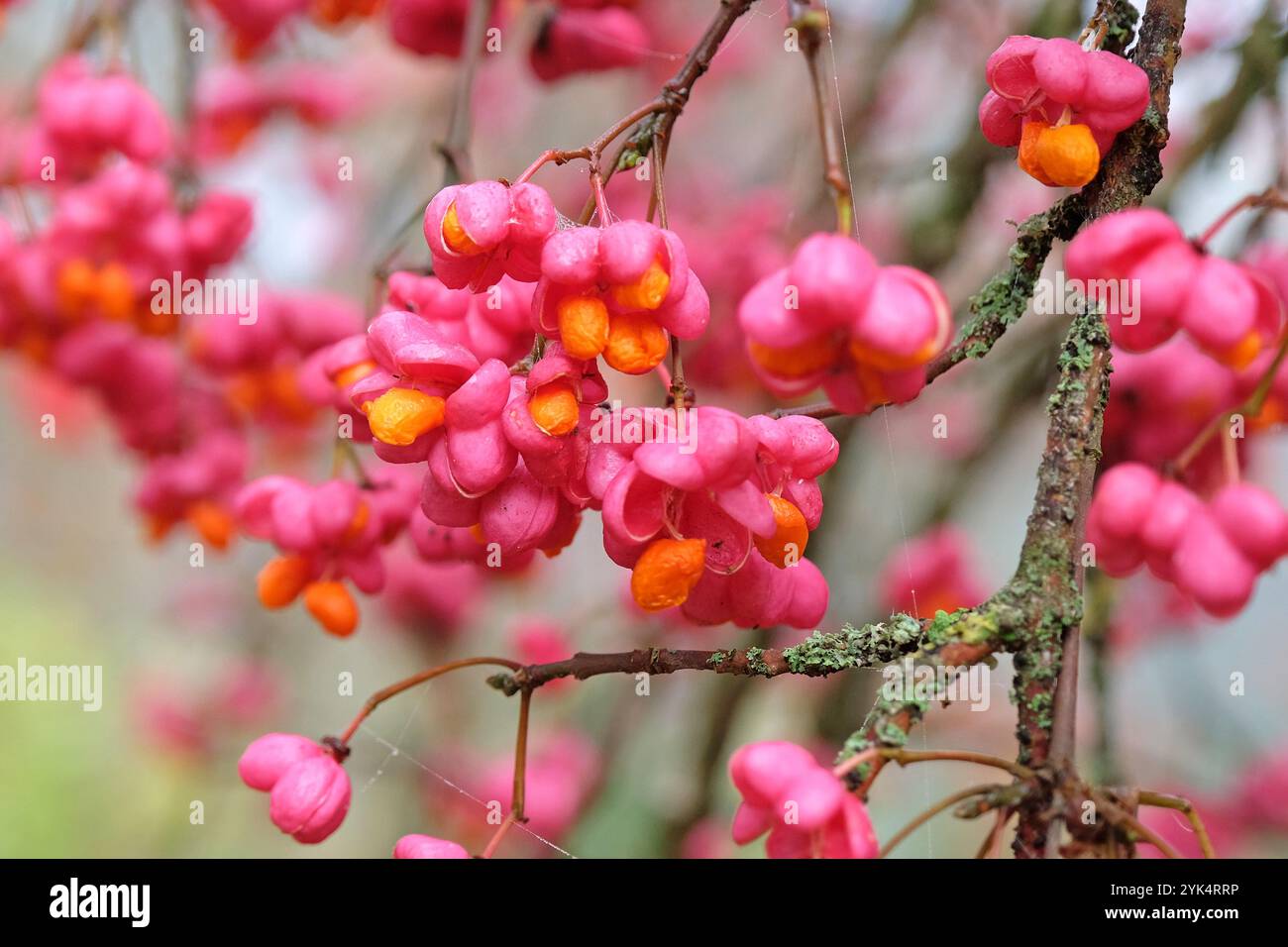 Euonymus europaeus red cascade spindle hi-res stock photography and ...