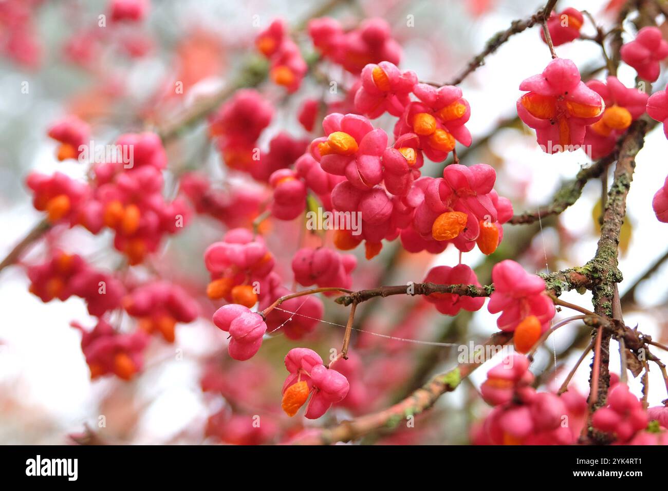 The red berries of Euonymus europaeus ‘Red Cascade’, or Spindle tree in ...