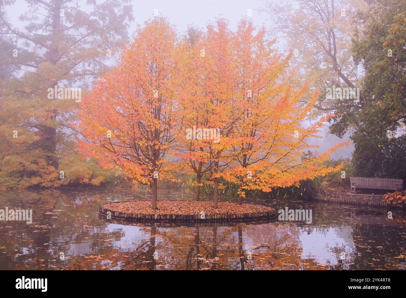 The fall colours of the Nyssa sylvatica ‘Wisley Bonfire’, commonly ...