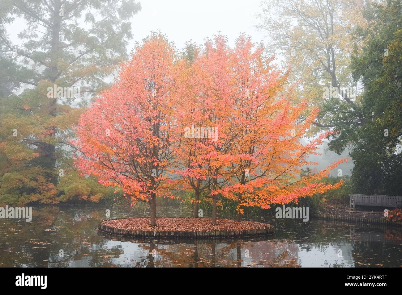 The fall colours of the Nyssa sylvatica ‘Wisley Bonfire’, commonly ...