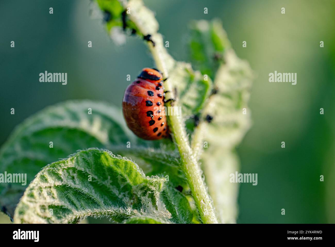 Colorado potato beetle larva munches on a potato plant leaf, causing ...