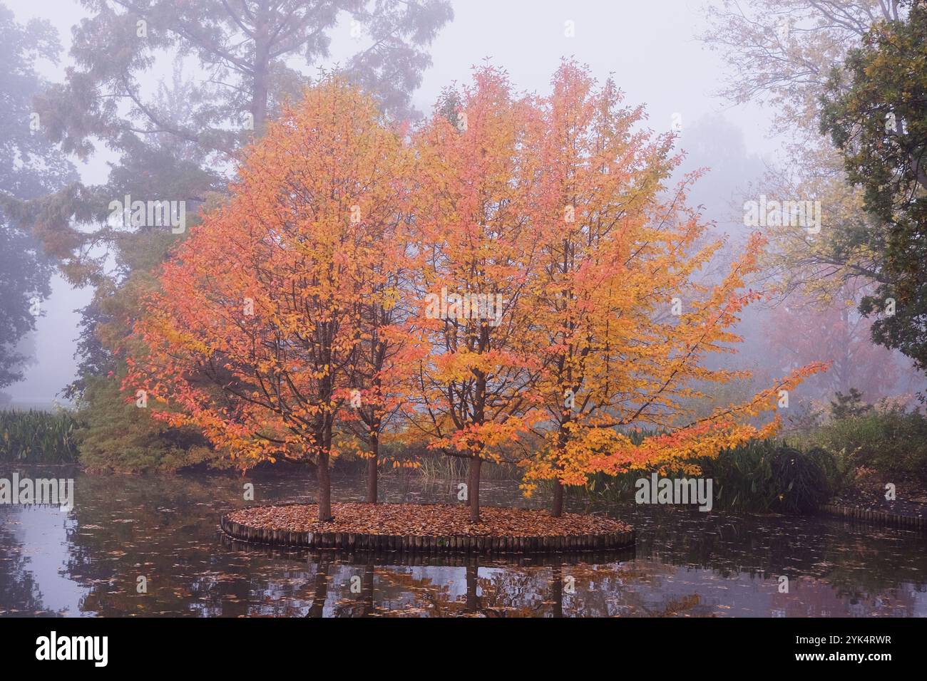 The fall colours of the Nyssa sylvatica ‘Wisley Bonfire’, commonly ...