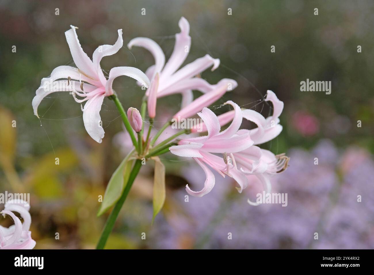 Pink Amarine tubergenii ‘Aphrodite’ also known as van Tubergen amarine ...