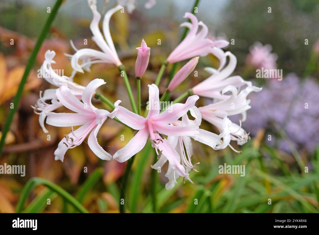 Pink Amarine tubergenii ‘Aphrodite’ also known as van Tubergen amarine ...