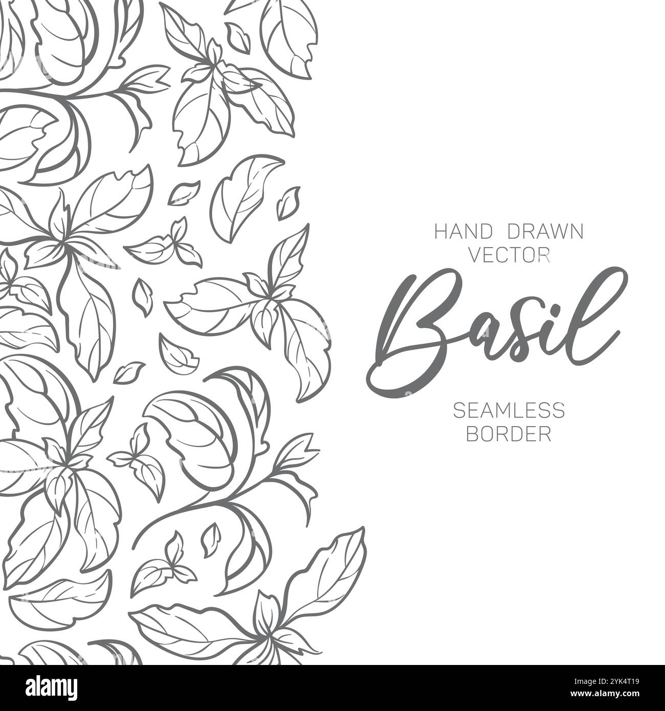 Vertical seamless border of basil leaves with detailed sketch of herbs ...