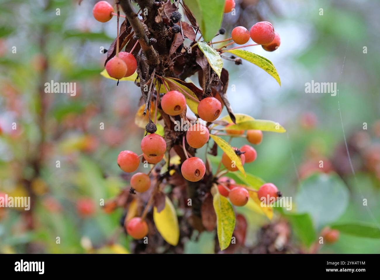 The orange and red berries of the Malus ‘Adirondack’ crabapple Stock ...