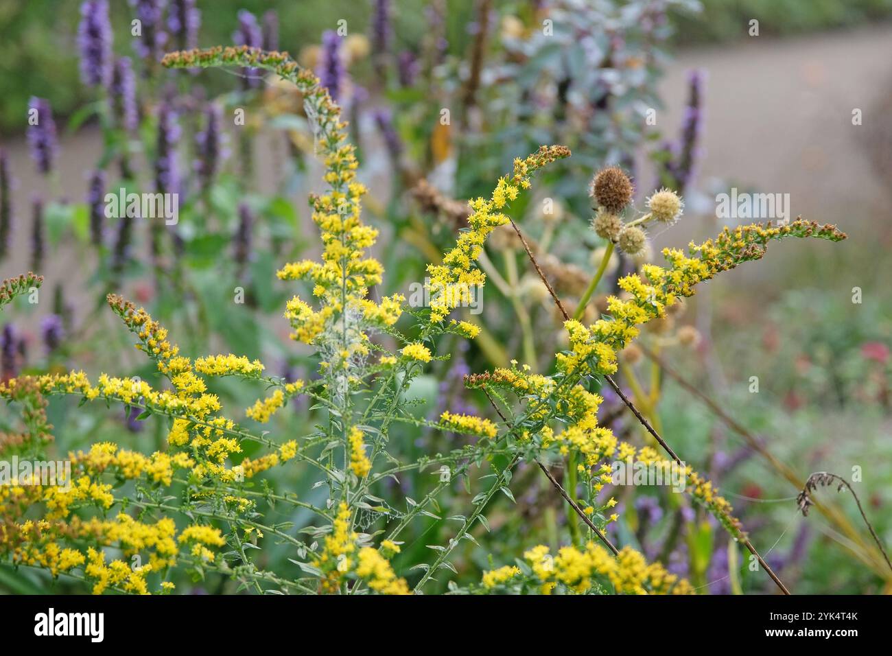 Yellow Solidago rugosa ‘Fireworks’, also known as goldenrod, in flower ...