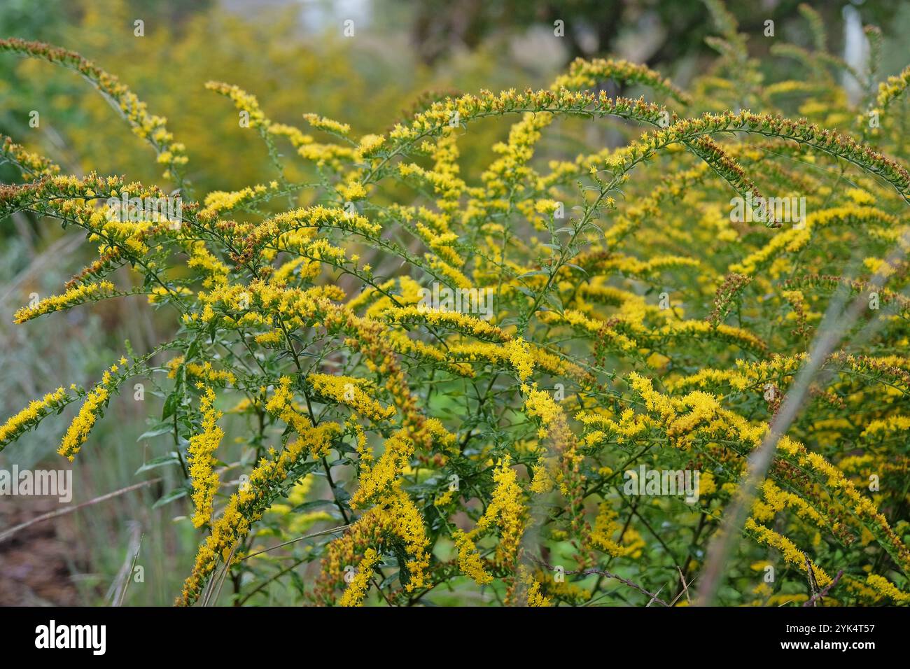 Yellow Solidago rugosa ‘Fireworks’, also known as goldenrod, in flower ...
