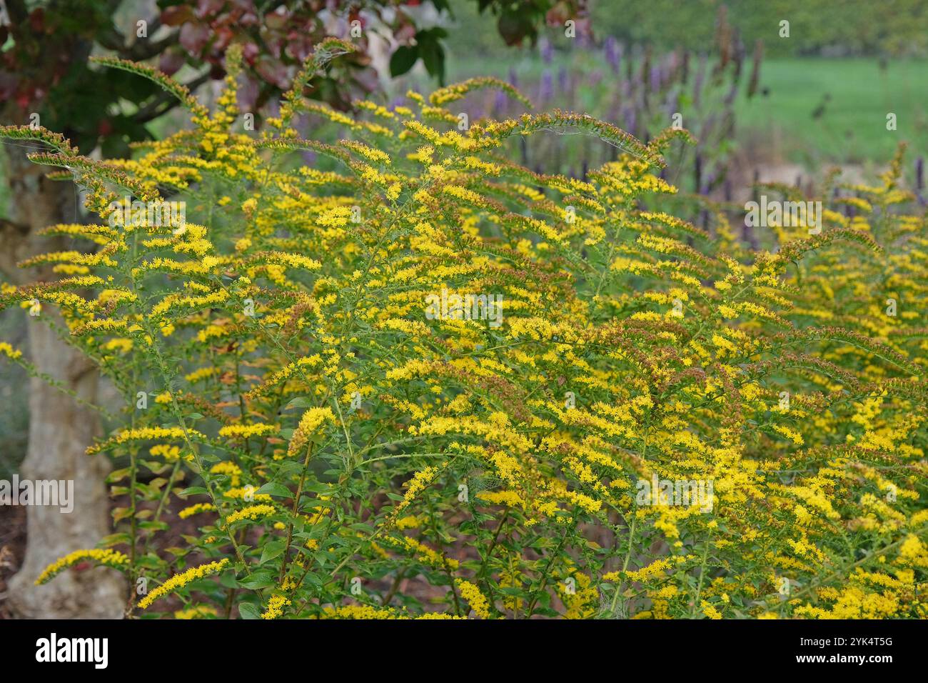 Yellow Solidago rugosa ‘Fireworks’, also known as goldenrod, in flower ...