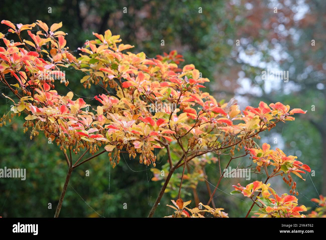 The red and orange leaves of the Enkianthus campanulatus, redvein ...
