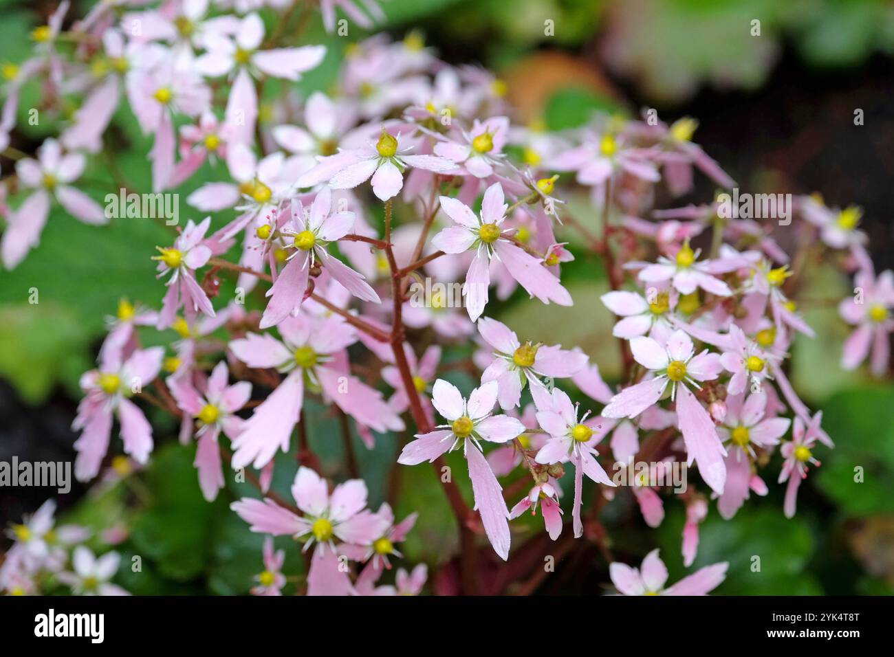 Pink Saxifraga ‘Sibyll Trelawney JP’, also known as Saxifrage, in ...