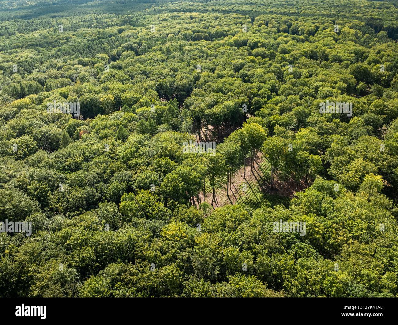 Aerial view of green endless forest. Big rainforest in Poland, Europe ...