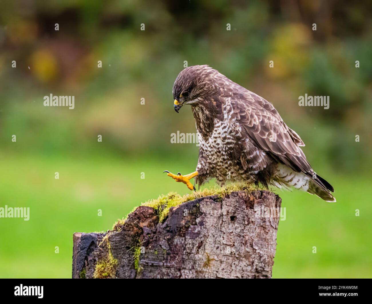 Common buzzard in autumn in mid Wales Stock Photo - Alamy