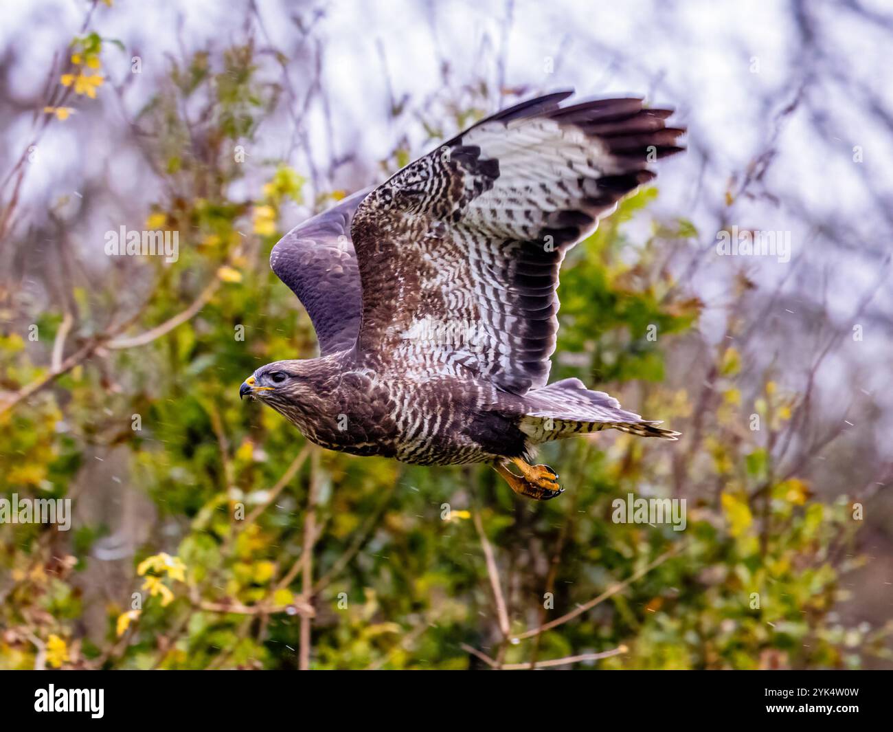 Common buzzard in autumn in mid Wales Stock Photo - Alamy