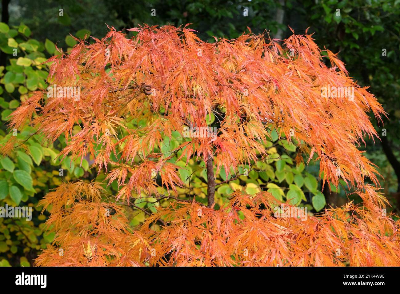 The yellow and orange fall foliage of the Acer palmatum Dissectum Tree ...