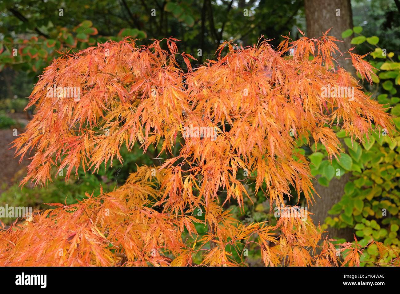 The yellow and orange fall foliage of the Acer palmatum Dissectum Tree ...
