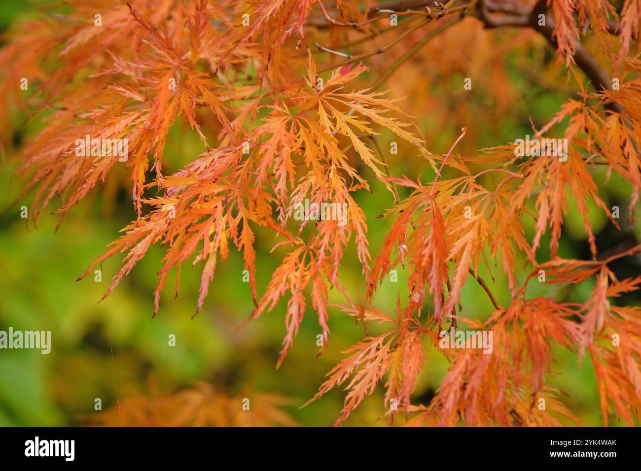 The yellow and orange fall foliage of the Acer palmatum Dissectum Tree ...