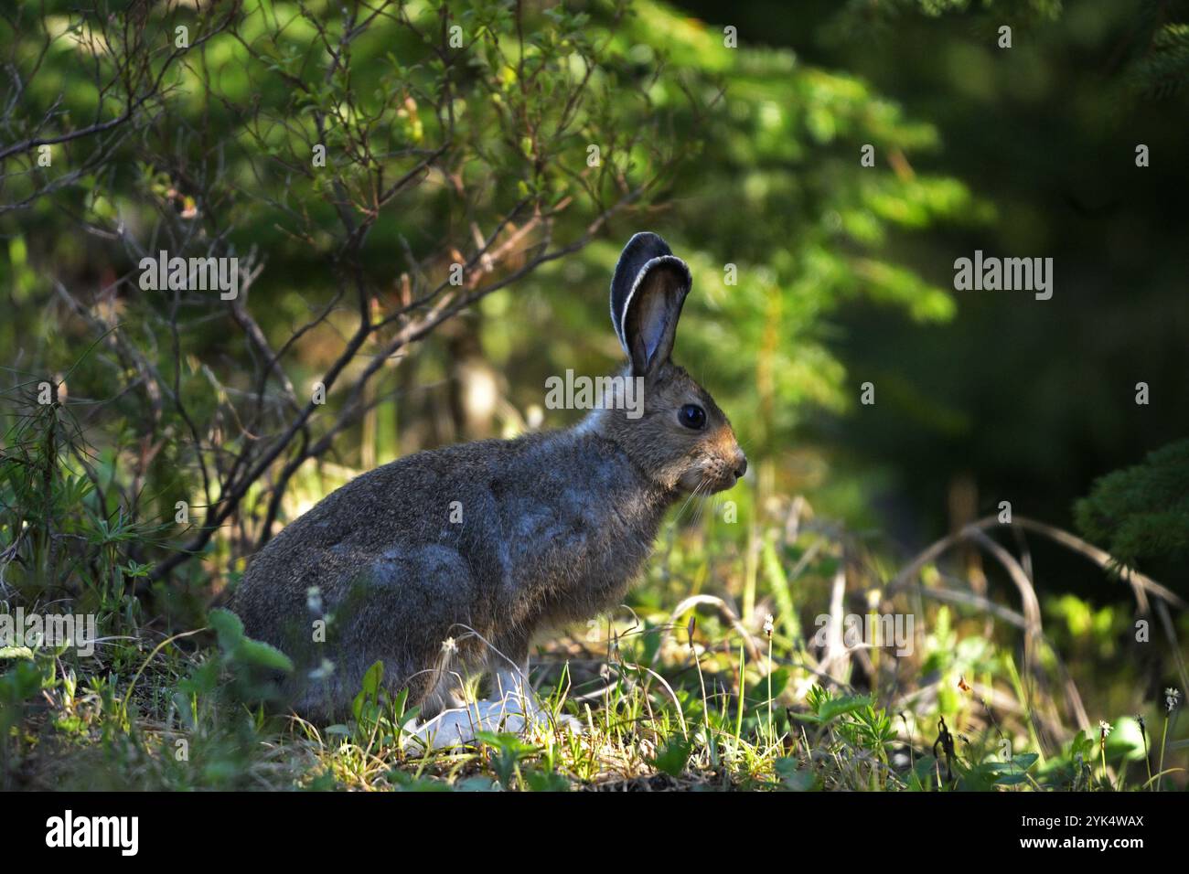 Snowshoe hare (Lepus americanus) in late spring with a coat ...