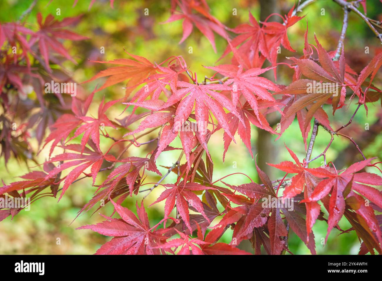 The red autumn foliage Acer palmatum, Japanese maple ‘Sumi nagashi’ Stock Photo - Alamy