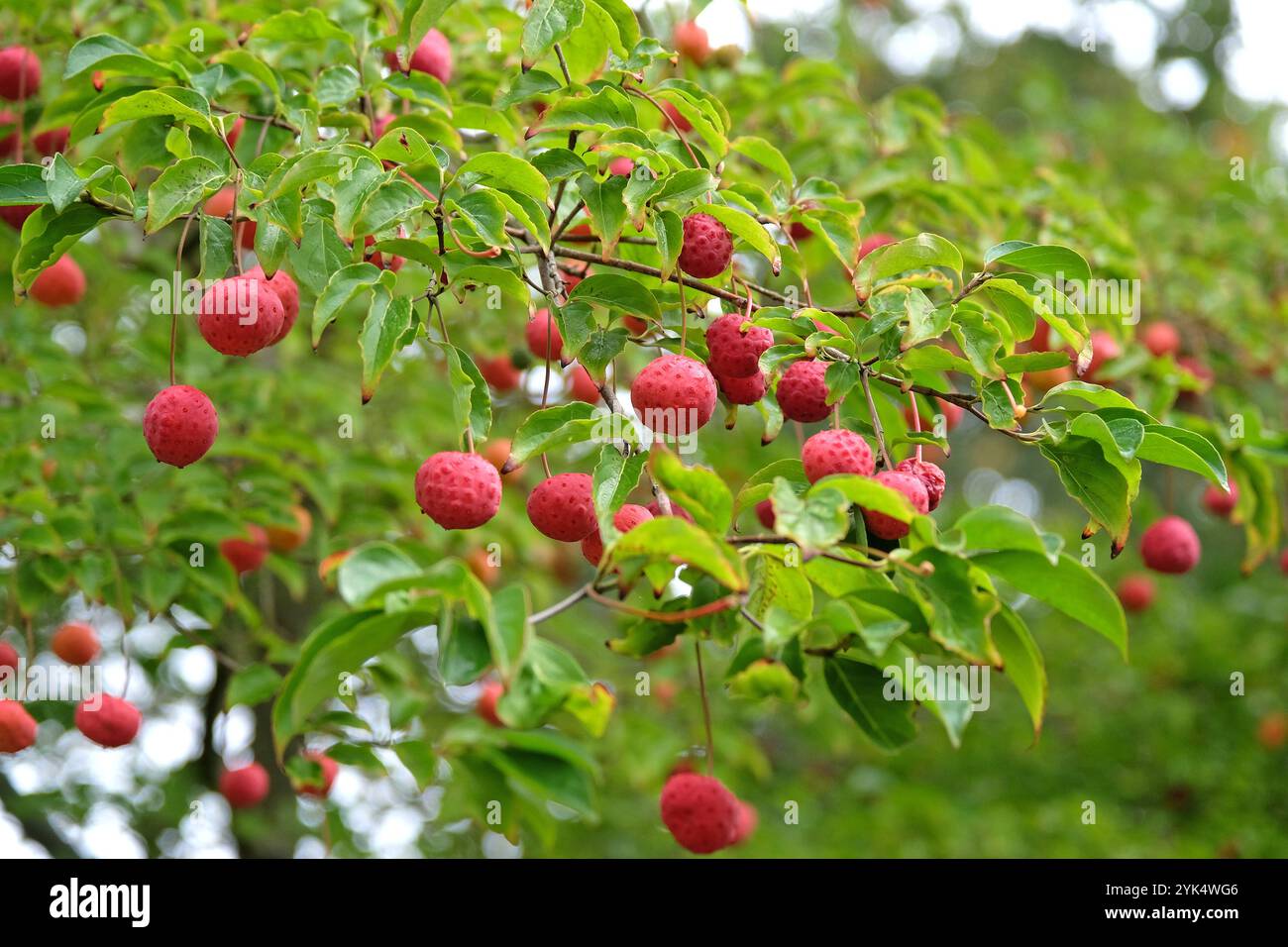 Cornus ‘Norman Hadden’, the red strawberry like fruits of Norman Hadden ...