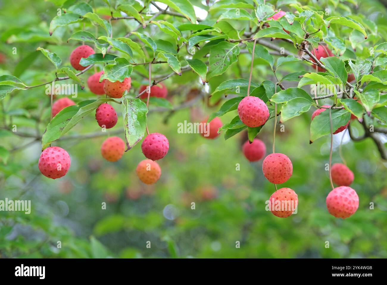 Cornus ‘Norman Hadden’, the red strawberry like fruits of Norman Hadden ...