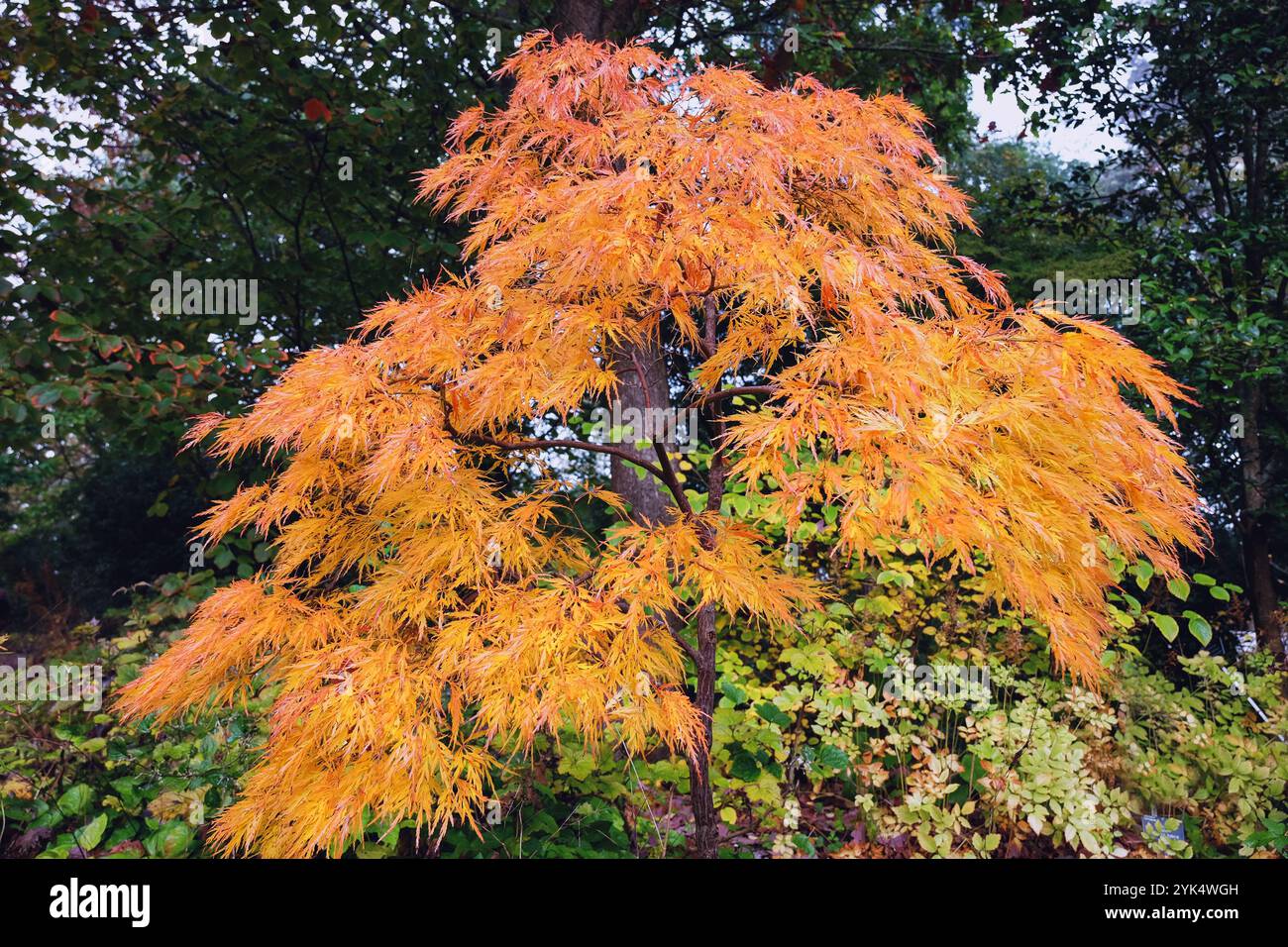 The yellow and orange fall foliage of the Acer palmatum Dissectum Tree ...