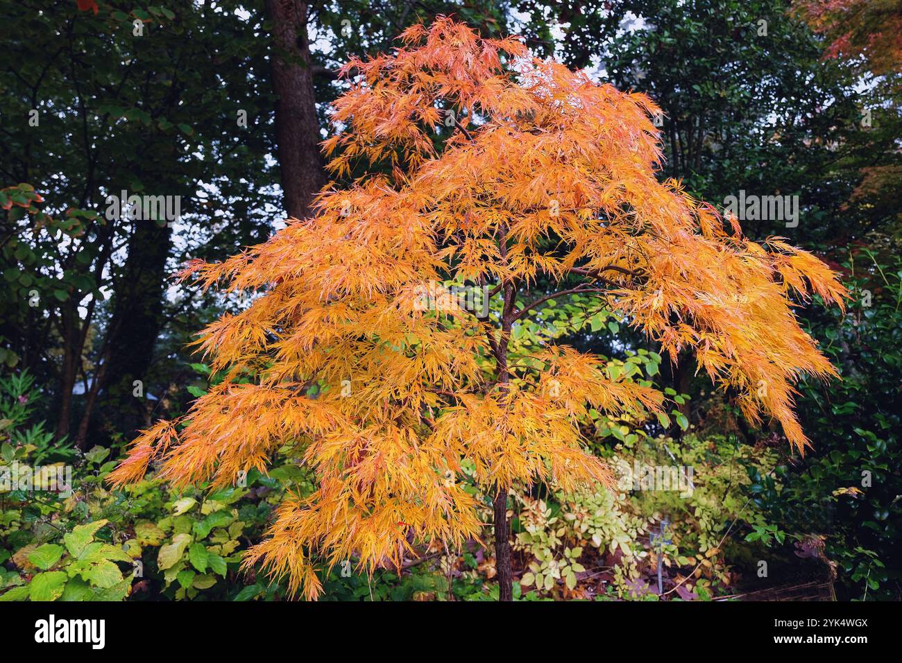 The yellow and orange fall foliage of the Acer palmatum Dissectum Tree ...