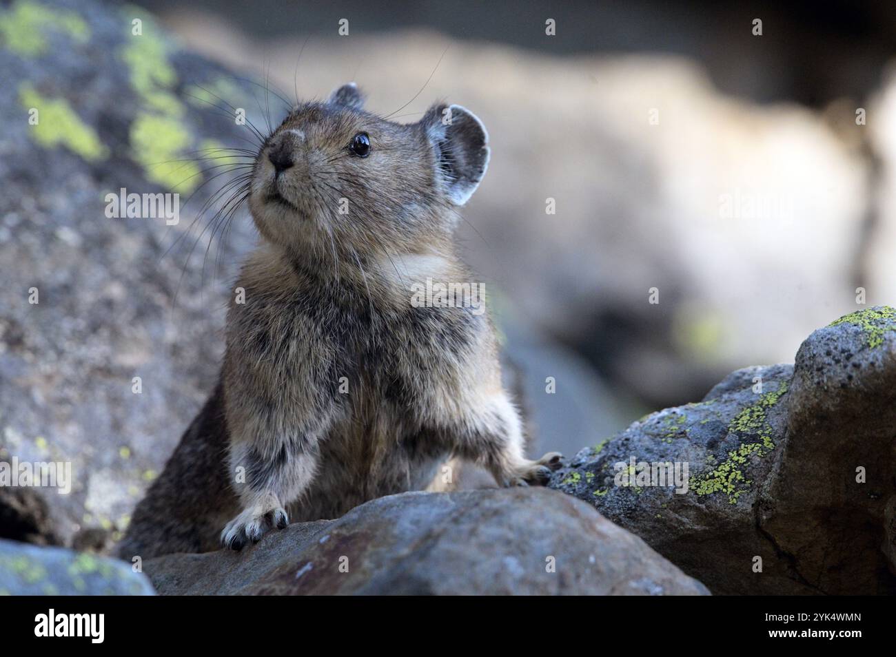 American pika in a subalpine talus slope in summer. Purcell Range, northwest Montana Stock Photo ...