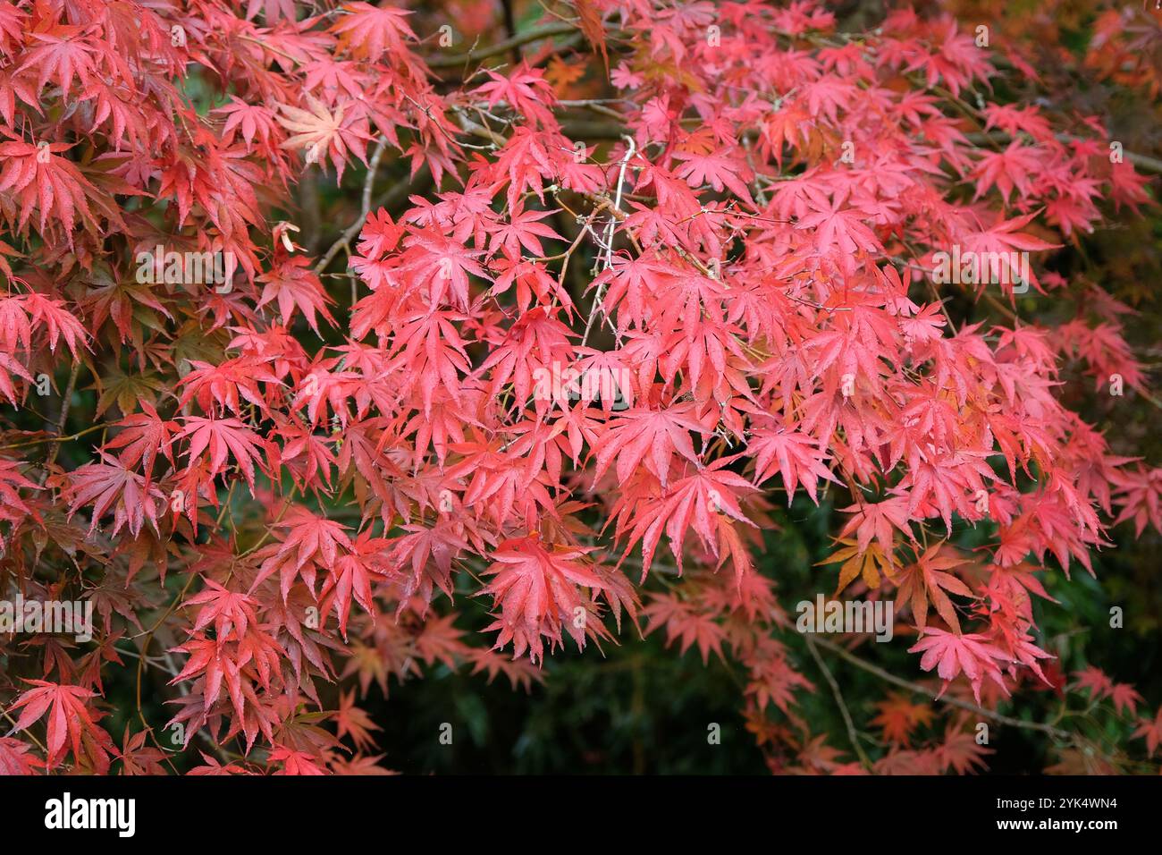 The red autumn foliage Acer palmatum, Japanese maple ‘Shojo shidare ...