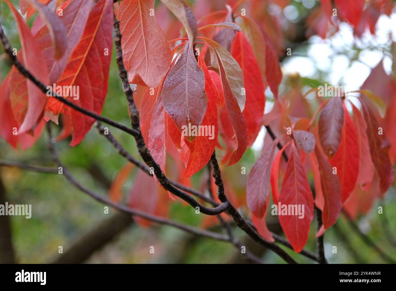 The red autumn leaf foliage Franklinia alatamaha, or the Franklin Tree ...